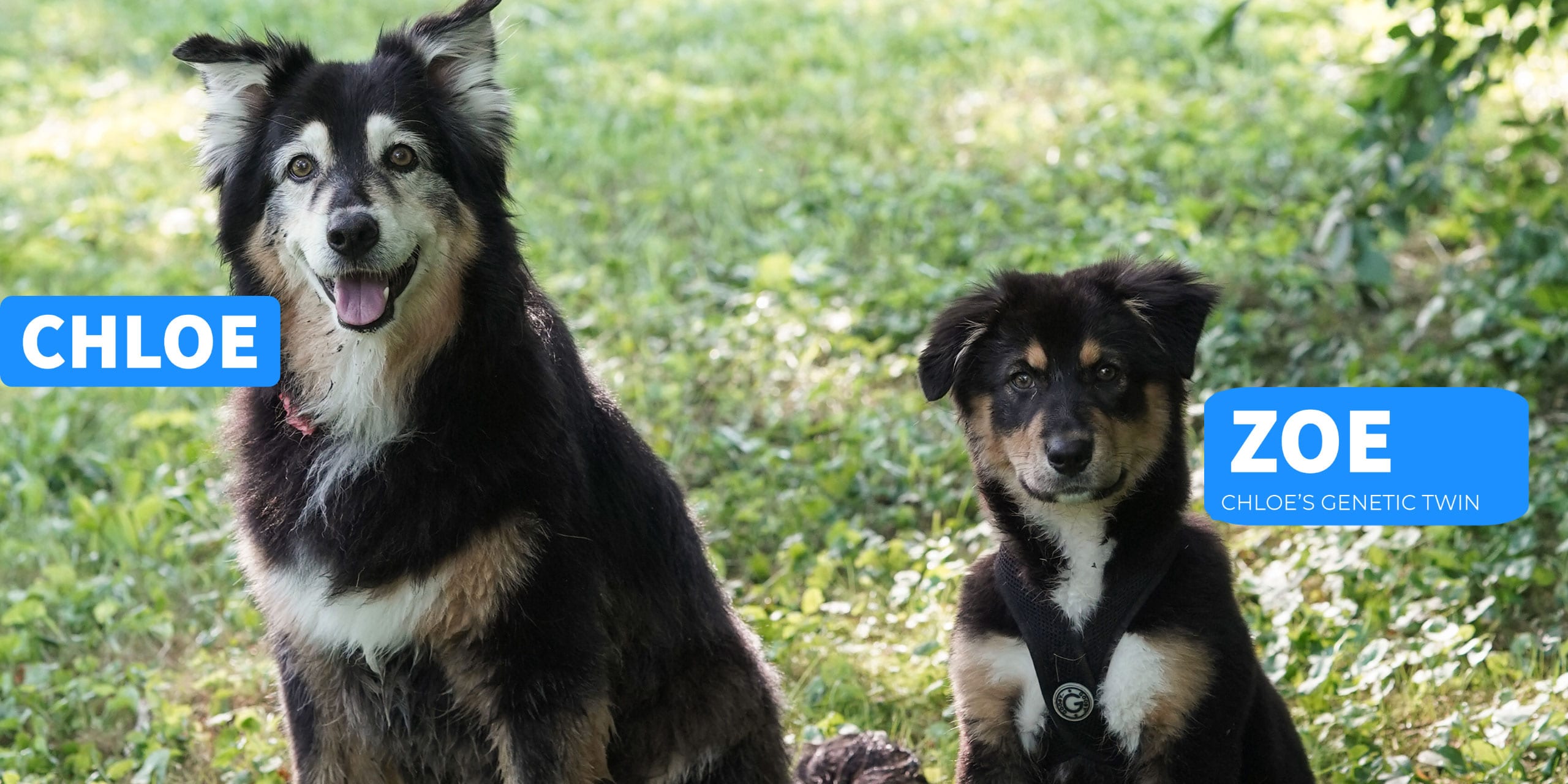 ViaGen Pets | America’s Pet Cloning Experts